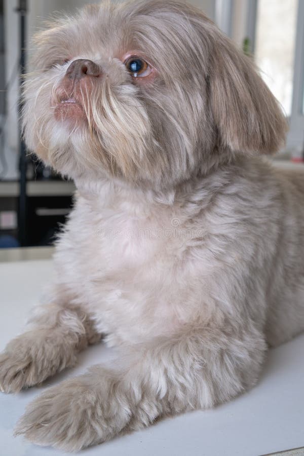 Captivating Shih Tzu Locking Eyes with the Camera. Mesmerizing Shih Tzu ...