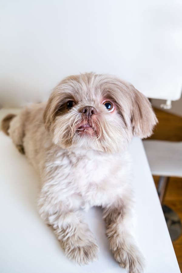 Captivating Shih Tzu Locking Eyes with the Camera. Mesmerizing Shih Tzu ...