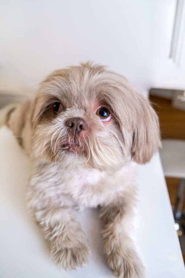 Captivating Shih Tzu Locking Eyes with the Camera. Mesmerizing Shih Tzu ...