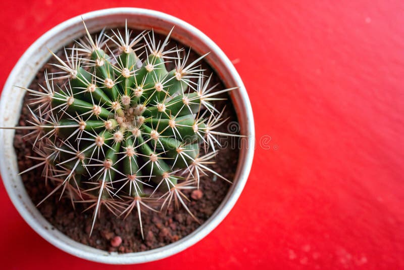 Cactus Top View on Red Background - Minimalist Nature Photography Stock ...
