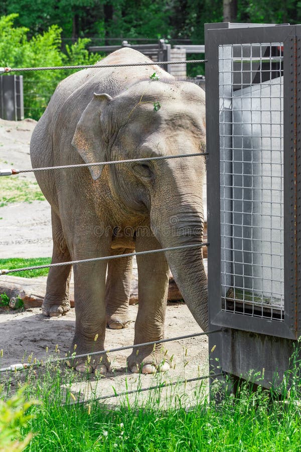 A Captivating Sight of the Asian Elephant in Zoo Stock Photo - Image of ...