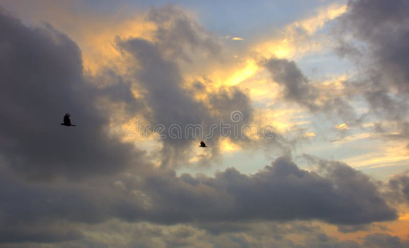 Two Birds Flying in Dramatic Sky with Golden Clouds Stock Photo - Image ...