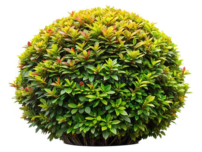 Detailed Transparent Bush PNG Image for Design Projects a Versatile ...