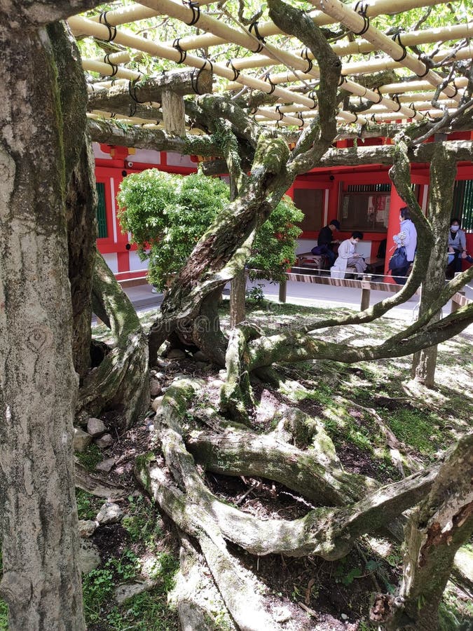 Striking Curved Tree with Bamboo Roof in Zen Garden – Tranquil Nature ...