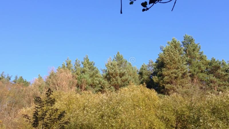 Captivating Video Capturing the Rhythmic Movement of Trees in the ...