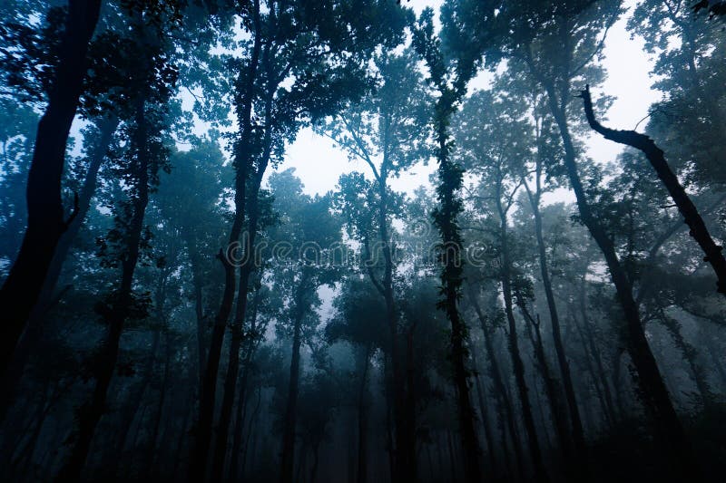 Enigmatic Forest in the Mist Stock Image - Image of atmosphere, mist ...