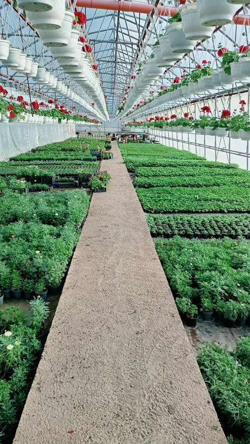 A Beautiful and Vibrant Greenhouse that Emphasizes Lush Plants ...