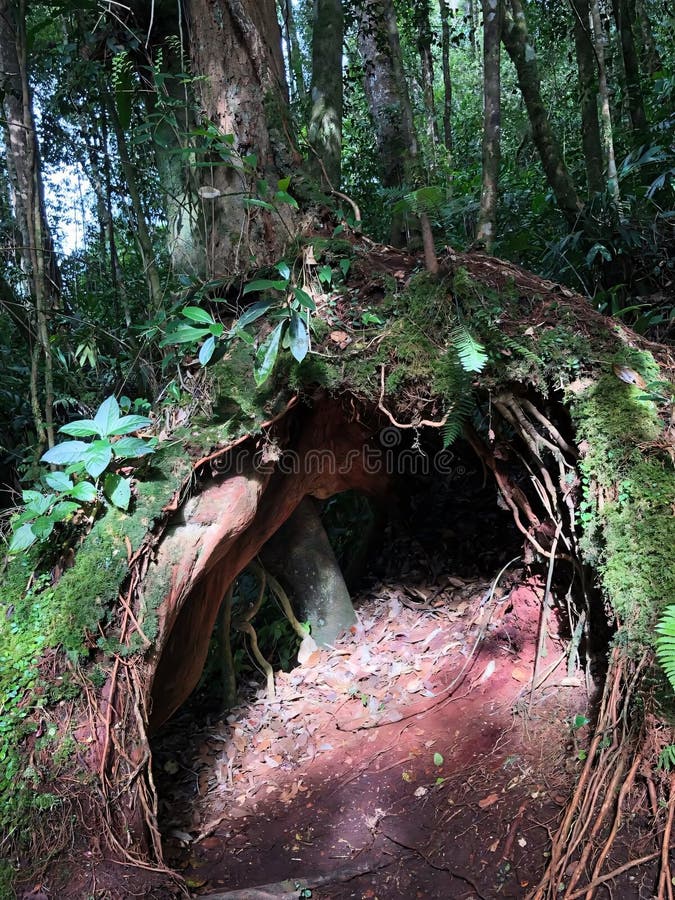 Mysterious Cave Formed by Ancient Tree Roots in a Lush Rainforest Stock ...