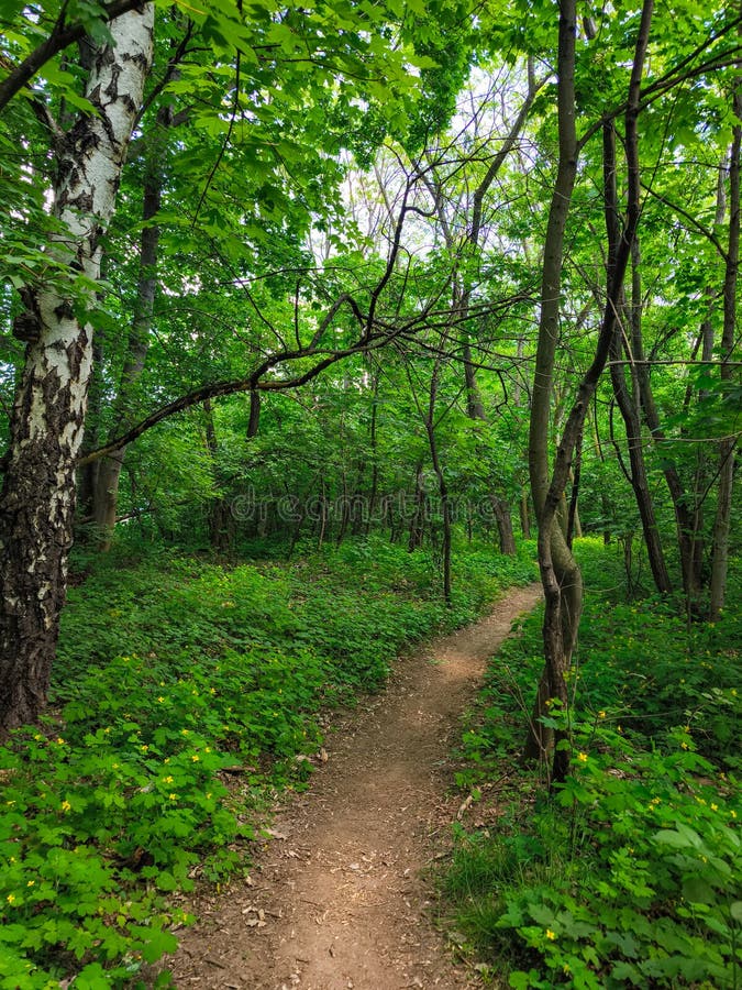 Winding Dirt Path through Lush Green Forest in Prague Stock Image ...
