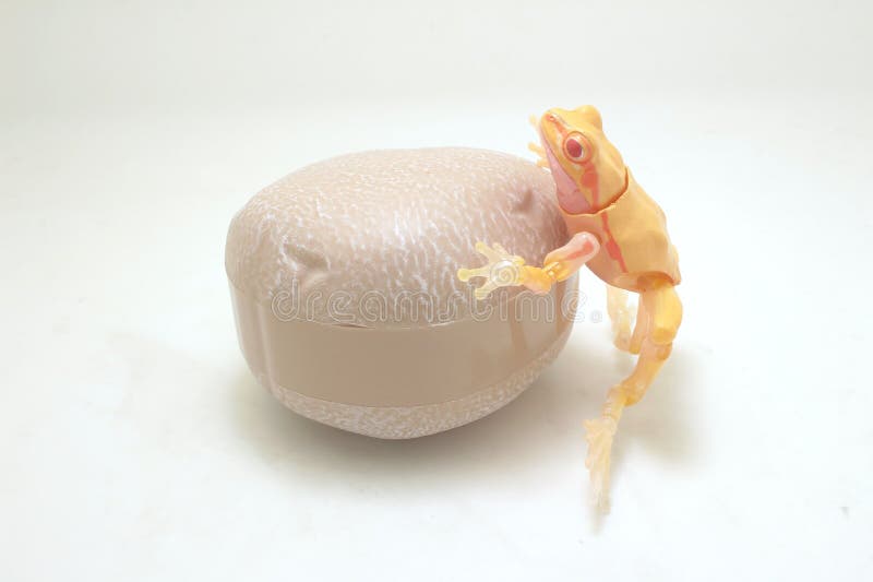 The Captivating White Paneled Frog, Scale Toy Figure Stock Image ...