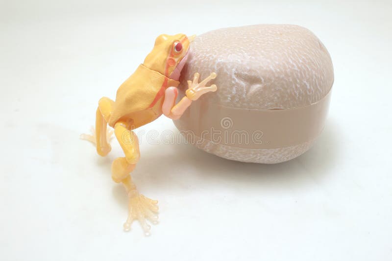 The Captivating White Paneled Frog, Scale Toy Figure Stock Image ...