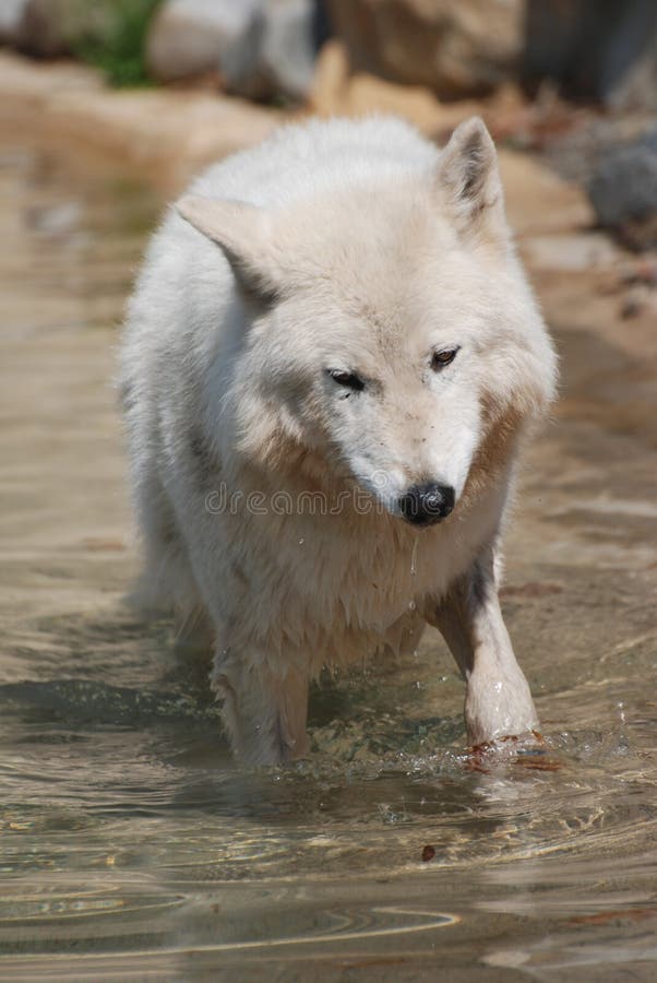 Captivating White Wolf on a Beach in the Summer Stock Photo - Image of ...