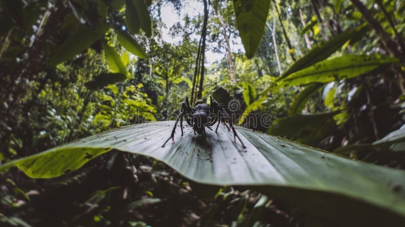 Insect on Leaf in Lush Green Jungle Environment Stock Illustration ...