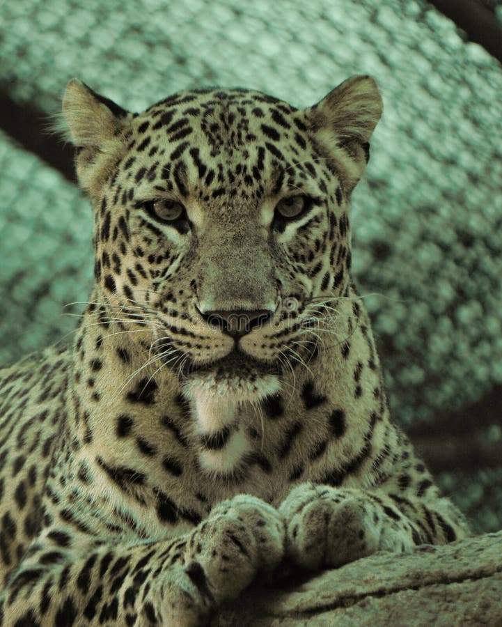 Captivative Stock Photos - Free & Royalty-Free Stock Photos from Dreamstime