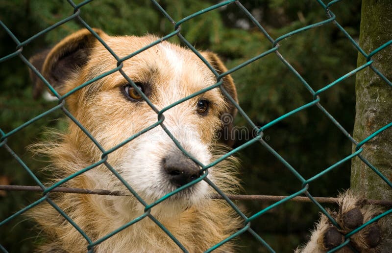 Captive. stock image. Image of captive, fence, cute, help - 15787413