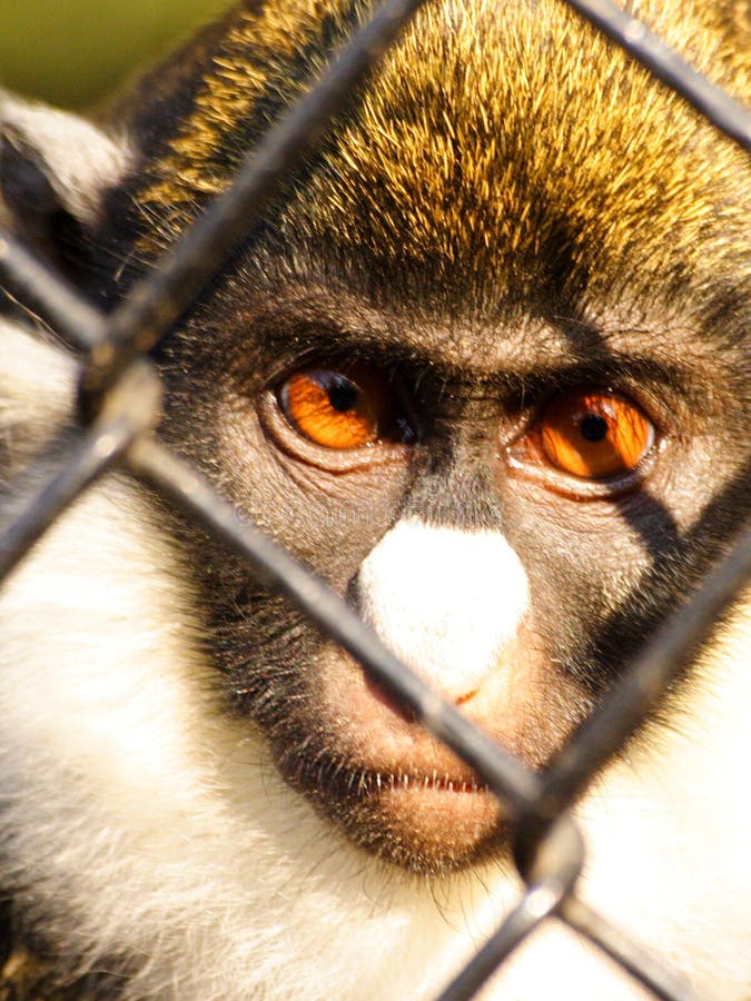 Free Animals pictures, photos & images - Royalty-Free and Public Domain ...