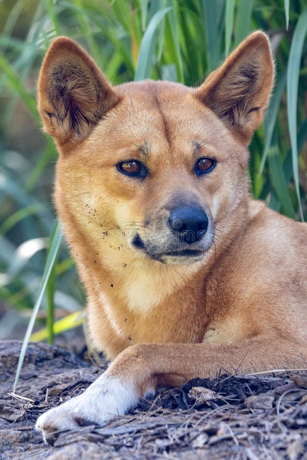 Australian Dingo stock photo. Image of mammal, australia - 312177326