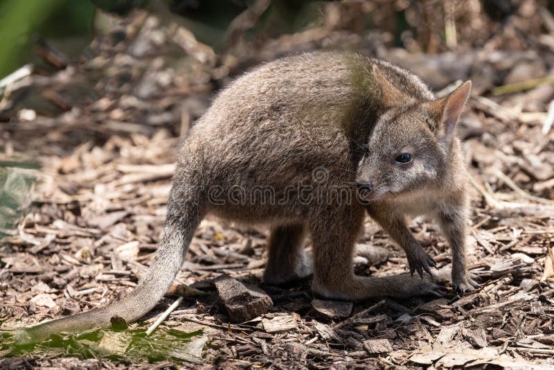 Parma Wallaby stock image. Image of parma, australia - 299489599