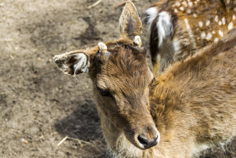 Baby Buzzer Labrador Stock Photos - Free & Royalty-Free Stock Photos ...