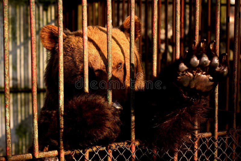 Captive Bear stock image. Image of claw, head, trapped - 1889351