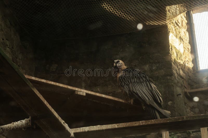Captive Bearded Vulture Resting in an Enclosure Stock Image - Image of ...