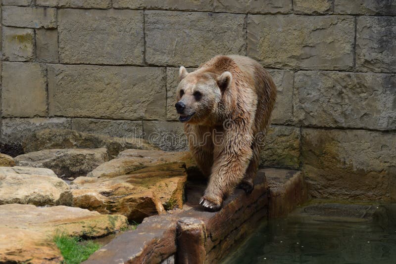 Captive Brown Bear stock image. Image of brown, furr - 55843641
