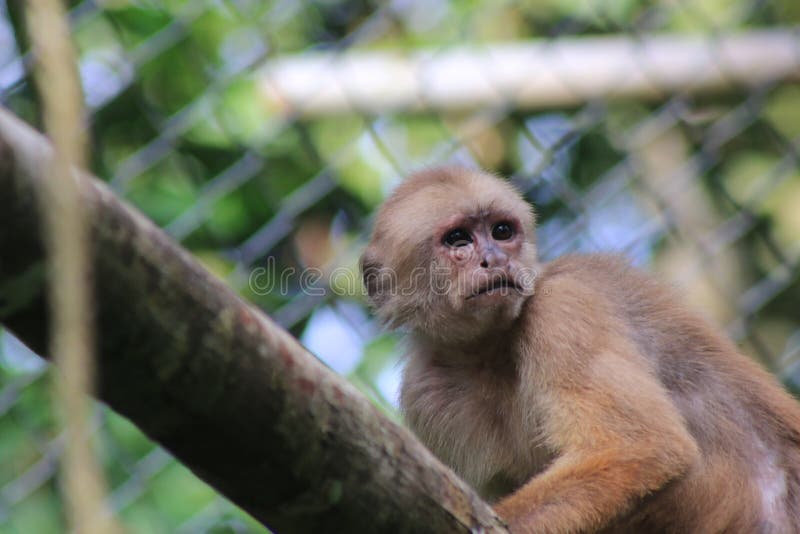 A Captive Capuchin Monkey, Cebus Albifrons, in a Cage Looking at ...