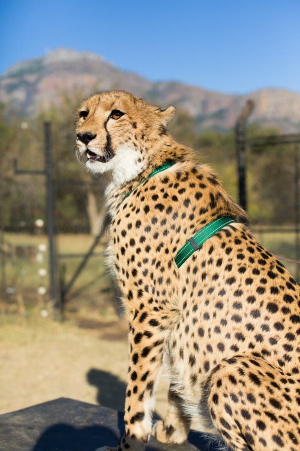 Captive cheetah stock image. Image of spots, captive - 32780963