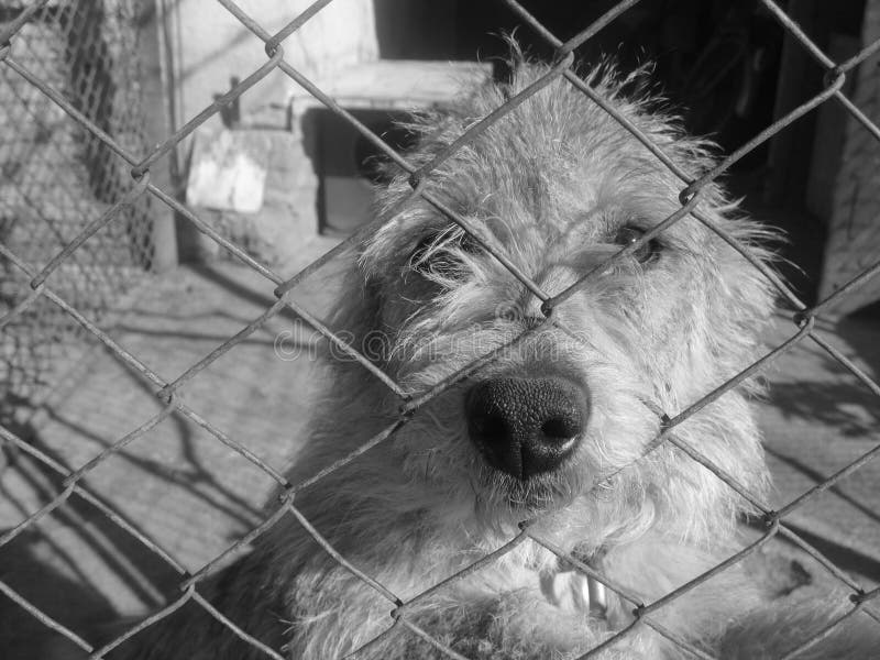 Captive stock image. Image of black, contrysideday, captive - 52869653