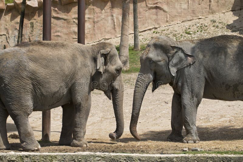 Captive Elephants editorial image. Image of zoos, animal - 102035195