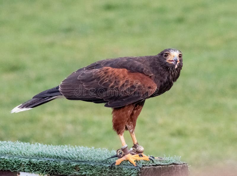A Captive Harris Hawk, Used in Falconry, Flying Over the Maltese ...