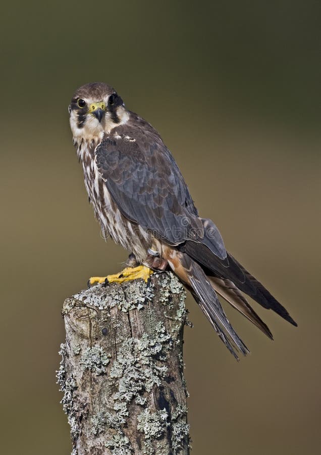 Hobby stock image. Image of horizontal, predator, raptor - 99428327