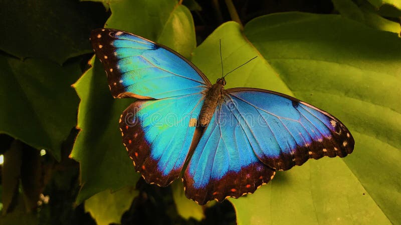 Morpho sp stock image. Image of lepidoptera, zoology - 178091259