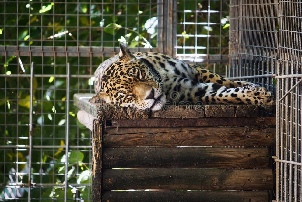 A Captive Jaguar Sleeping in a Cage in a Zoo Stock Photo - Image of ...