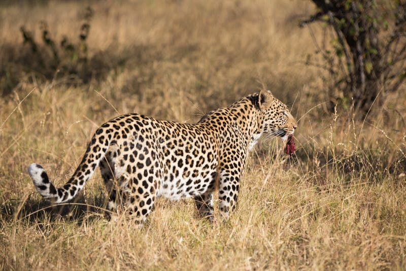 Captive leopard stock image. Image of meat, south, piece - 32780951
