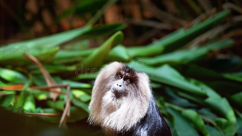 Lion-Tailed Macaque Monkey Close Up Stock Image - Image of close ...