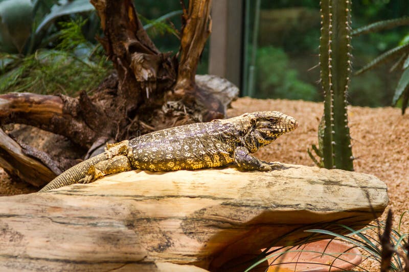 Captive Lizard at a Zoo Basking in the Sun Stock Image - Image of ...