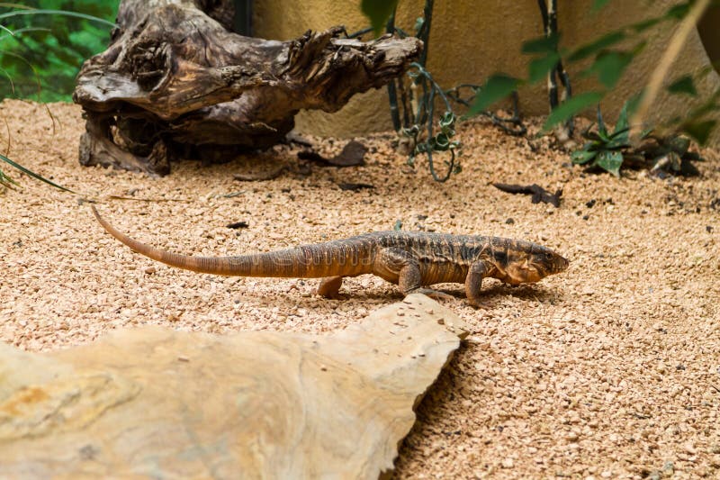 Captive Lizard at a Zoo Basking in the Sun Stock Photo - Image of ...