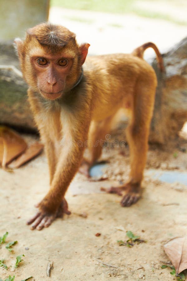 Captive Macaque Monkey. Thai Macaque Standing on All Fours. Stock Photo ...