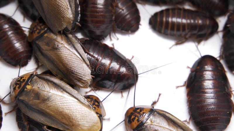 Crawling Cockroaches Close-up, Top View. Many Pests, Disgusting Insects ...