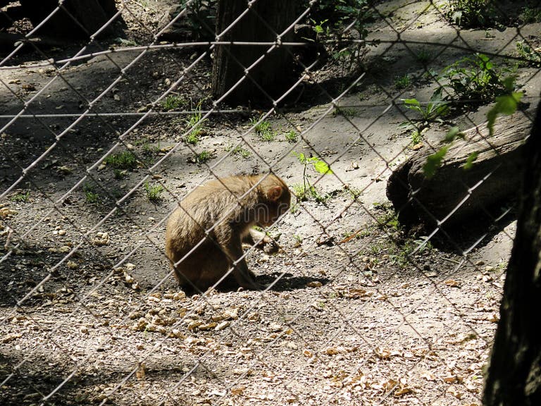 Captive Monkey in Cage Behind the Wire Mesh Stock Image - Image of ...