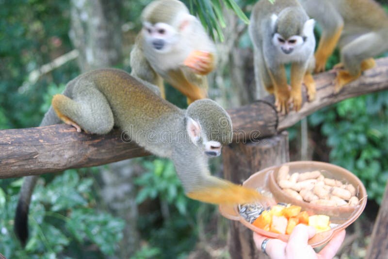 Captive Monkey Inside A Cage Stock Photo - Image of inside, hairy ...