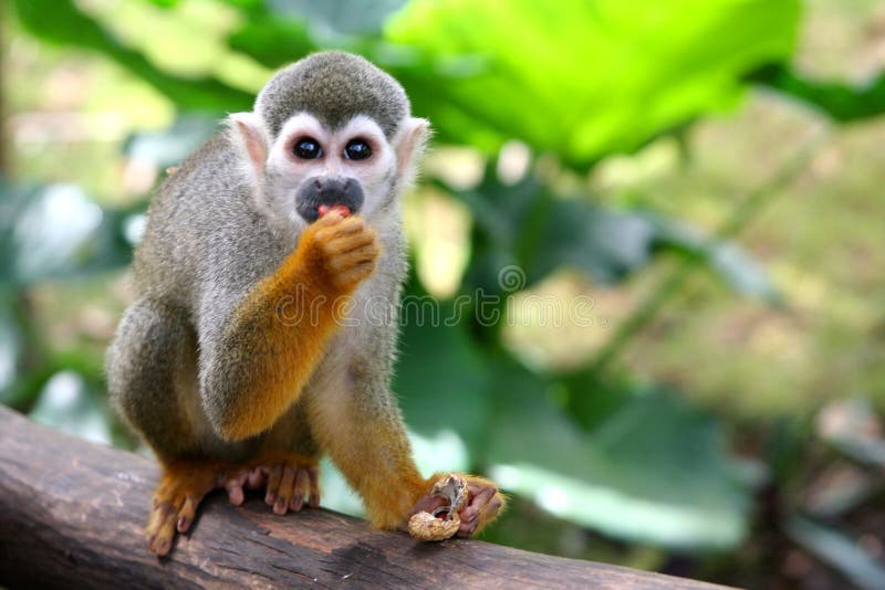 Captive Monkey Inside a Cage Stock Image - Image of hairy, cute: 189190219