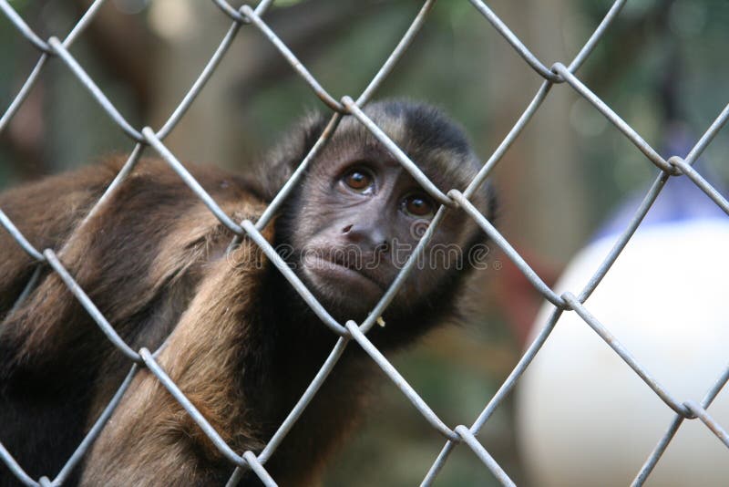 Captive Monkey Inside a Cage Stock Image - Image of black, hand: 189190223
