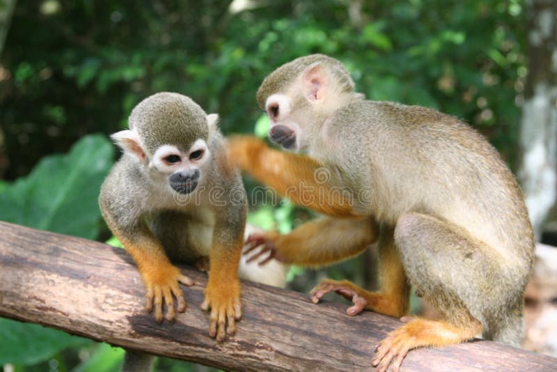 Captive Monkey Inside a Cage Stock Photo - Image of closeup, hairy ...