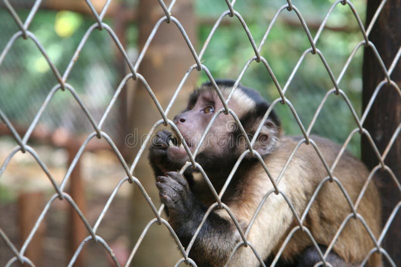 Captive Monkey Inside a Cage Stock Image - Image of closeup, fence ...