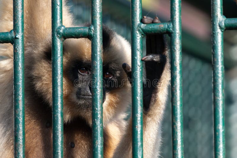 Captive monkey stock photo. Image of prison, captivity - 32575734