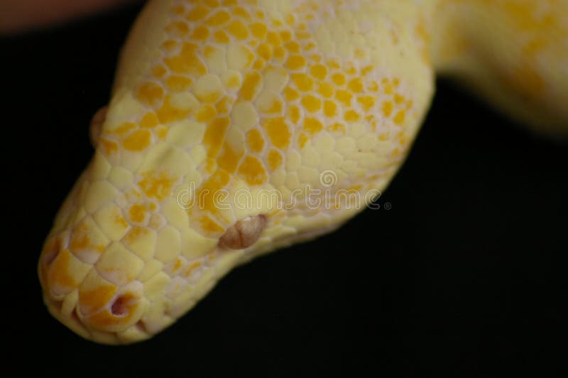 Captive pet Albino python stock photo. Image of ball - 132212396