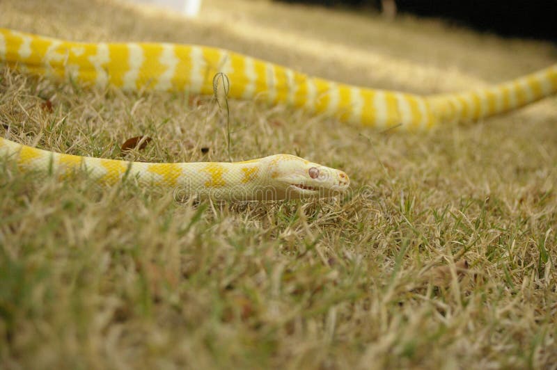 Captive pet Albino python stock image. Image of backyard - 132212411