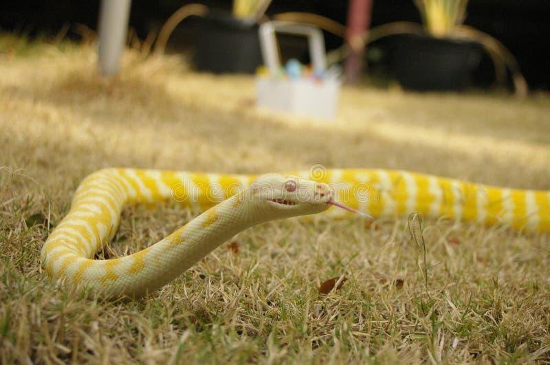 Captive pet Albino python stock photo. Image of reptile - 132212410